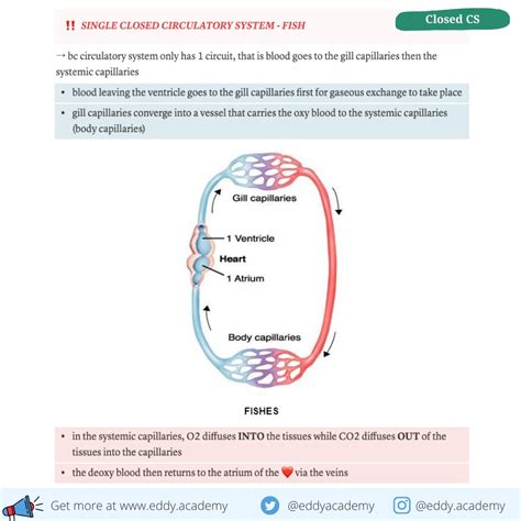 Eddy SPM ITutor On Twitter Single Closed Circulatory System Https T Co ZioiOdsp J