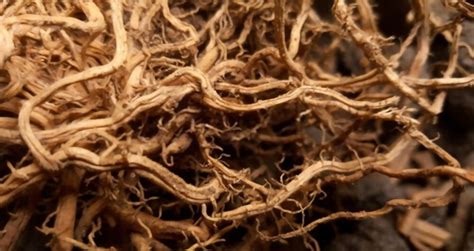 Fibrous Root Examples Discover The Names Of Plants With Fibrous Roots