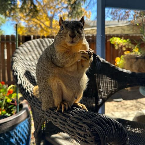 Nuts For Squirrels Squirrel Boxes