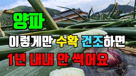 양파 이렇게 수확 건조하면 안썩고 오래두고 먹습니다 양파수확 숫양파 원인 Youtube