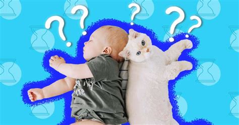 Cat Years To Human Years How To Calculate Your Cats Age DodoWell The Dodo