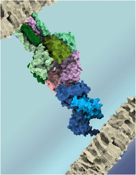 Frontiers Editorial Quantification And Prediction Of T Cell Cross Reactivity Through