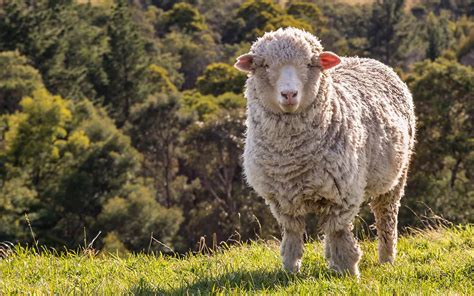 Merino Wool Woven With Sustainability