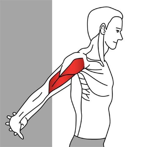 Stretching The Anterior Deltoid Stuart Hinds Trigger Points For