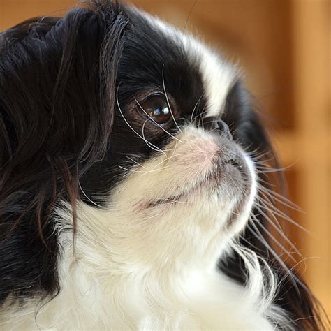 59 Best Japanese Chin Images On Pinterest