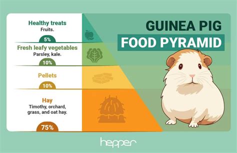 Can Guinea Pigs Eat Grass Vet Reviewed Nutrition Facts And Faq Hepper