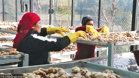 How A Nepali Village Is Going Global With Ginger Beans