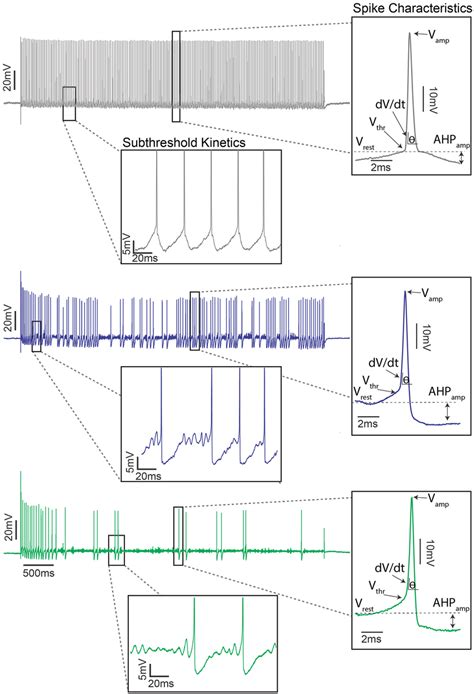 Subthreshold Membrane Potential Oscillations With Unaltered Action Download Scientific Diagram