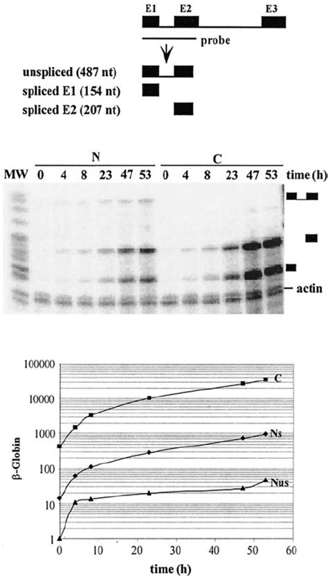Kinetics Of Accumulation Of The ␤ Globin Mrna And Its Precursors Download Scientific Diagram