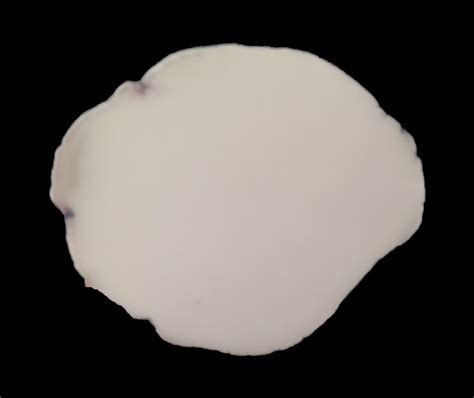 Polished Datolite Nodule Drexel Mine Delaware Keweenaw Co