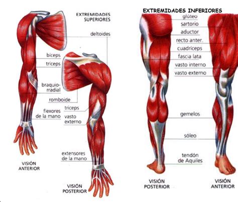 Anatomía De Los Músculos De Las Extremidades Inferiores