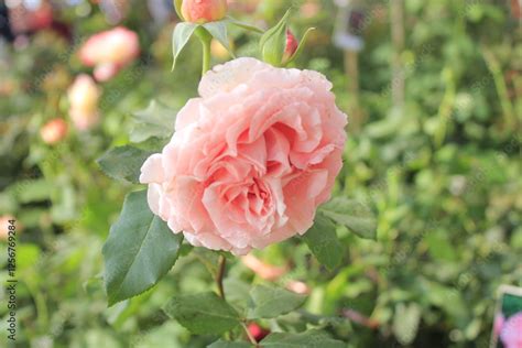 Flowers Are The Reproductive Structures Of Flowering Plants Angiosperms Known For Their