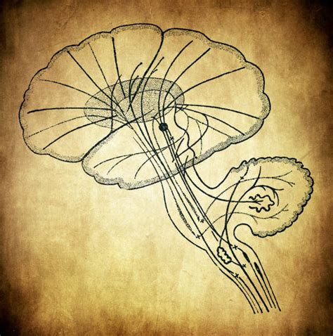 10 Auditory Pathway Stock Illustrations Royalty Free Vector Graphics And Clip Art Istock