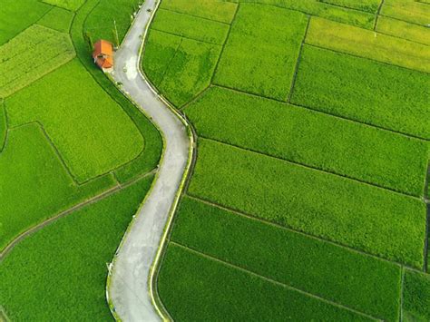 Premium Photo Aerial View Of Paddy Fields With Winding Road In