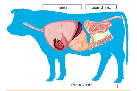 33 Facts About Rumen