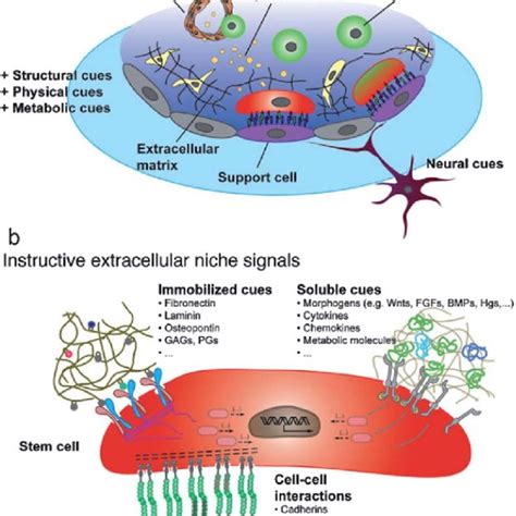 Microstructure And Components Of A Stem Cell Microenvironments A Download Scientific Diagram