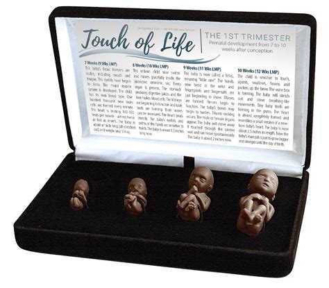 Pro Life Fetal Models Touch Of Life First Trimester