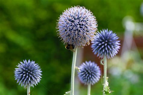 공장 은 엉겅퀴 꽃 실버 Pixabay의 무료 사진