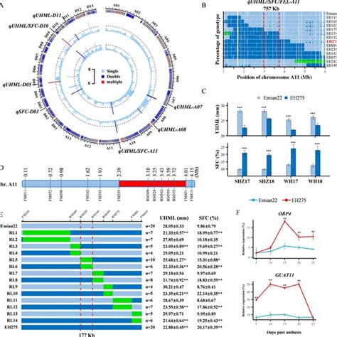 Fine Mapping Of Quhml A11 A Genome Wide Distribution Of Qtls Detected