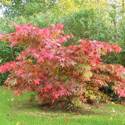 The Best Acer Palmatum Osakazuki Japanese Maple