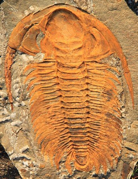 Trilobite Wikipedia