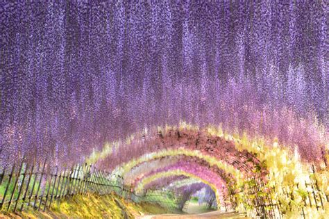 河内藤園 ピクスポット 絶景風景写真撮影スポット撮影ガイドカメラの使い方