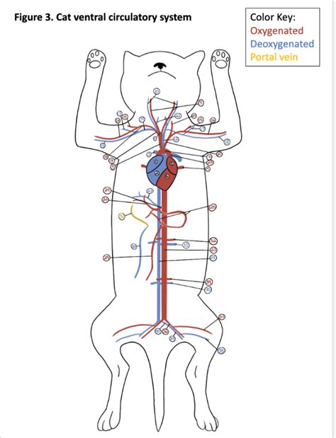 Cat Circulatory System Diagram Quizlet
