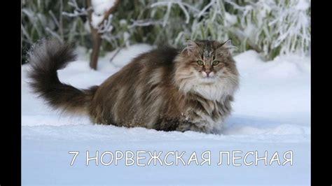 Кот сибирской породы 73 фото