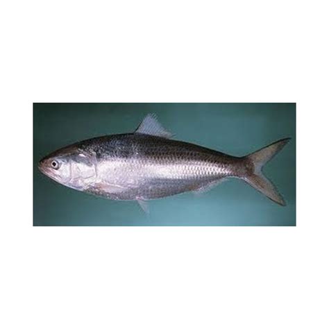 Hilsa Hilsa Ilisha