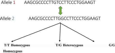 A Diagrammatic Representation Of Genetic Polymorphism Download Scientific Diagram