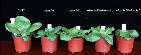 Allelism Test Of Nhm3 1 And Nhm3 2 Mutants Bar 5 Cm Download