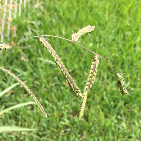 Paspalum Dilatatum Picturethis
