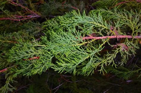 27 Types Of Cedar Trees With Pictures And Identification