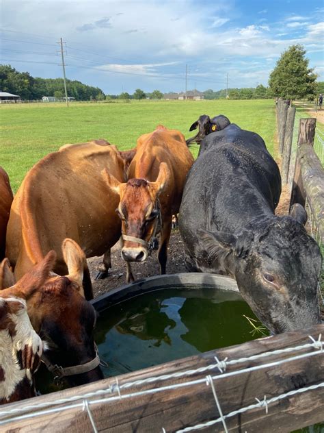 October 3 2020 Learning Normal Cattle Behavior Patterns Dr Vet Sonya