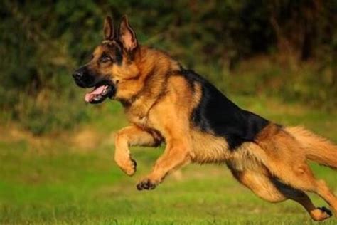 世界上最知名的十大警犬品种 德牧排第一 排行榜123网