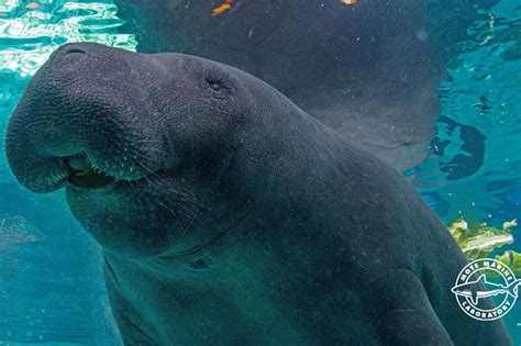 Oh The Huge Manatee 38 Year Old Florida Man Dies After ‘high