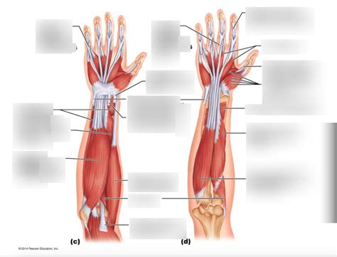 Forearm Tendon