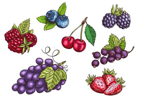 Mixed Berries Vector Art Icons And Graphics For Free Download