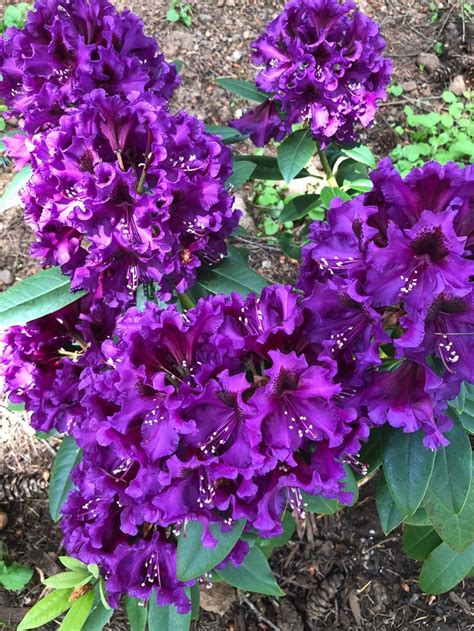 Rhododendron Purple Splendour Planting Guide