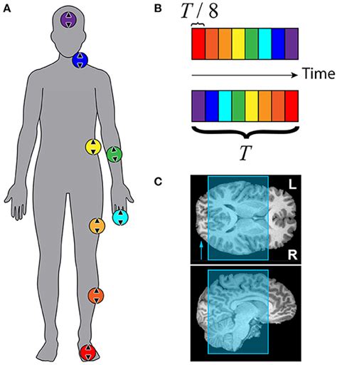 Primary Somatosensory Cortex Homunculus