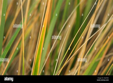 Grass island -Fotos und -Bildmaterial in hoher Auflösung – Alamy
