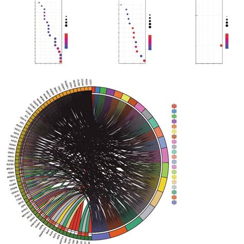Bubble And Circle Plots Of Go Biofunctional Analysis A The Go