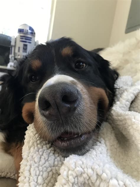 My Big Boy Scrolller