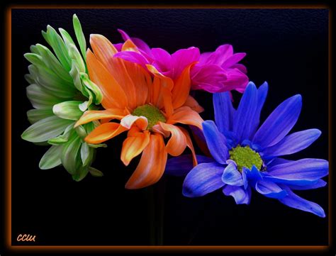 These Are Real Flowers And Real Colors Ccmerino Flickr