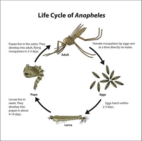Mosquito Life Cycle Clark County Mosquito Control District Ccmcd