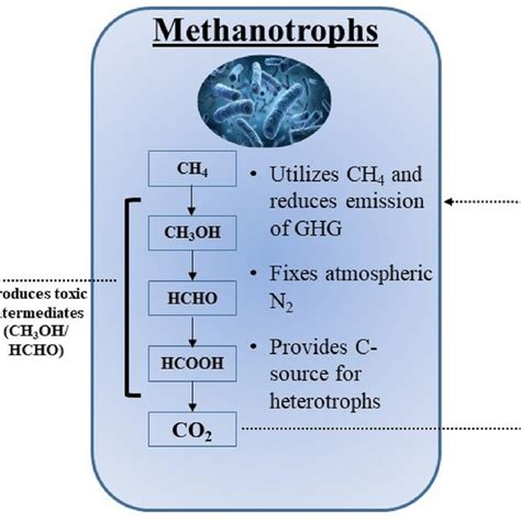 Effect Of Co Inoculating Methane Utilizing Bacteria With Cyanobacteria Download Scientific