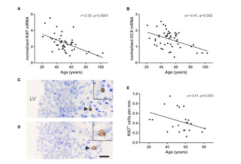 Markers Of Cell Proliferation And Immature Neurons Decreased With Age