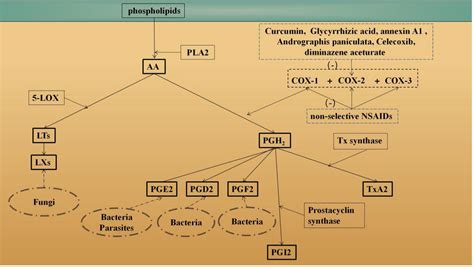 Cox Inhibitors In Egypt Huge Discount Brunofuga Adv Br