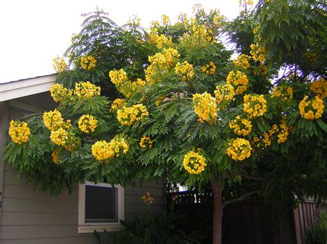 Terra Garden Yellow Tree Has Bouquets For Flowers