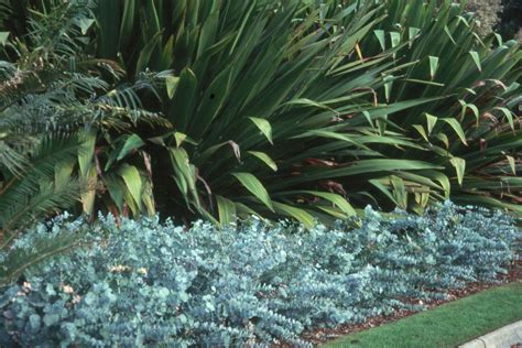 Eucalyptus Cinerea Argyle Apple Australian Wildlife
